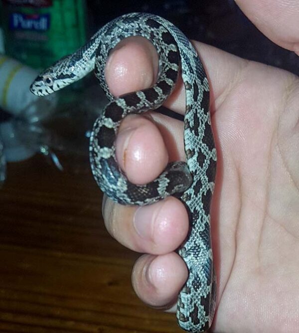 Eastern Rat Snake - Virginia Snake Removal
