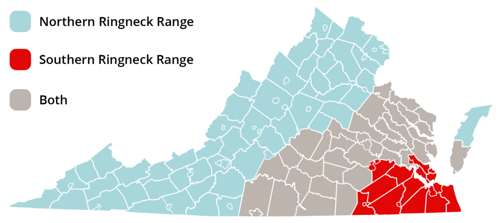 Ring-Necked Snake - Virginia Snake Removal