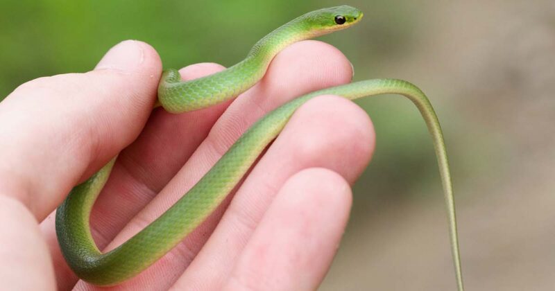 Smooth Green Snake - Virginia Snake Removal
